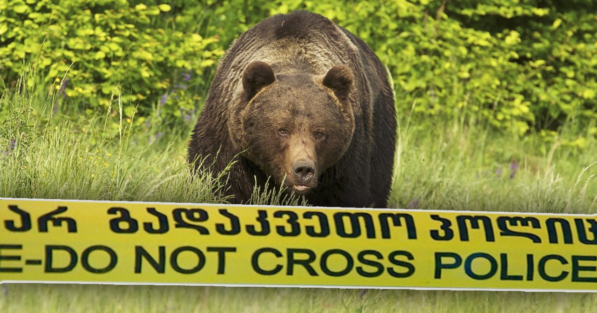 ოკუპირებულ ტყვარჩელში დათვმა 1 ადამიანი მოკლა, 1 კი დაგლიჯა