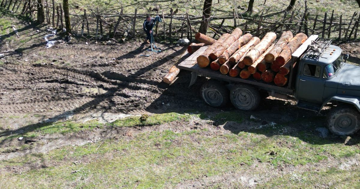 მარტვილში დიდი ოდენობით მრგვალი მორის უკანონო ჭრის ფაქტი გამოვლინდა